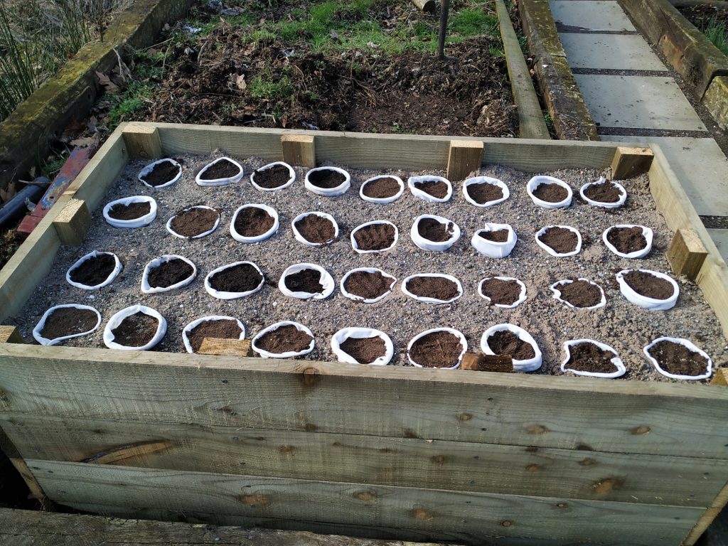 Carrot box ready - Auchenstroan Wool