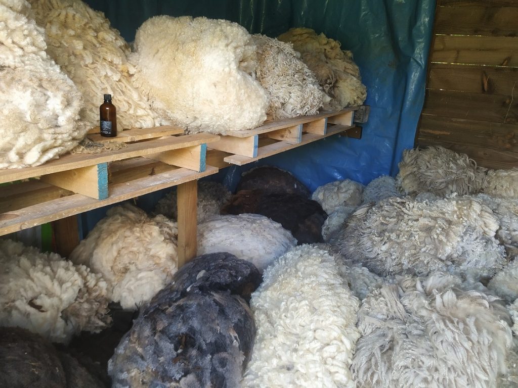 How to get your white woolled sheep-friendly “sheepskin” rug looking ...